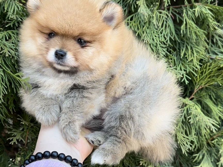 Мальчик рыжик шпиц