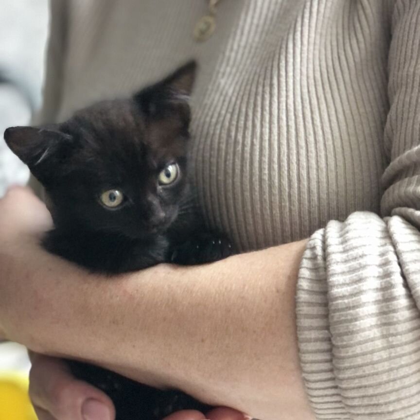 Котята в добрые руки 1 месяц