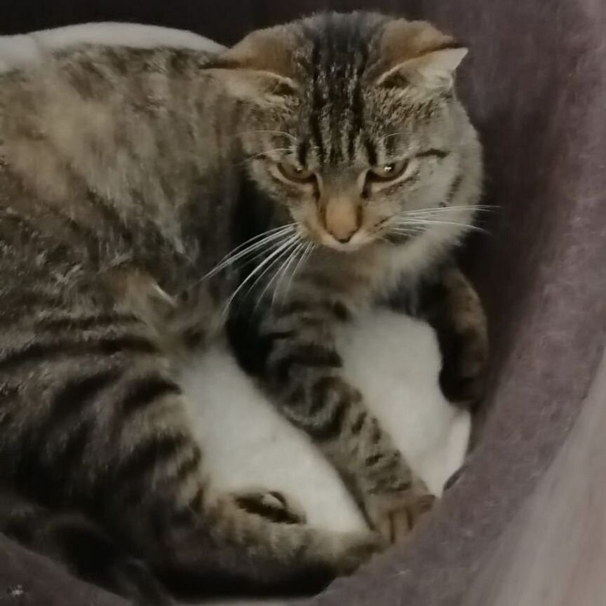 Взрослая кошка в добрые руки