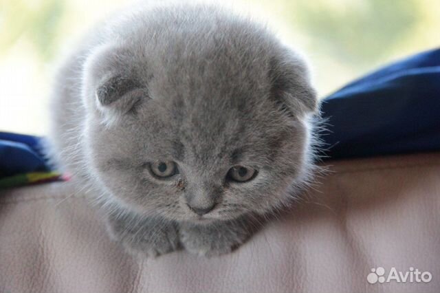 Скоттиш фолды голубого и лилового окраса