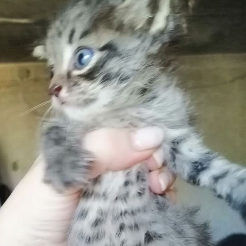 Отдам котенка в добрые руки