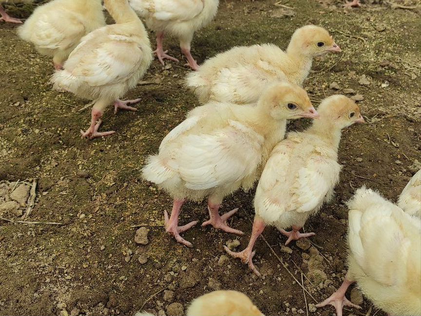 Индюшата Белые широкогрудые