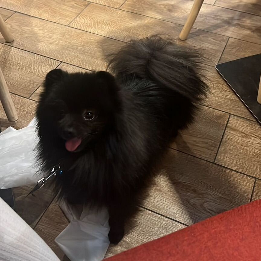 Померанский шпиц мальчик