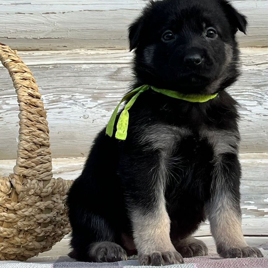 Вео-щенки из питомника