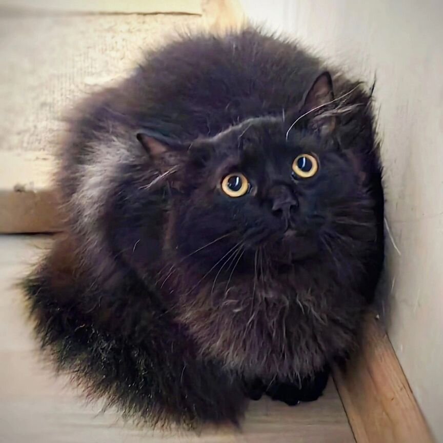 Бармалей ждёт укотовления