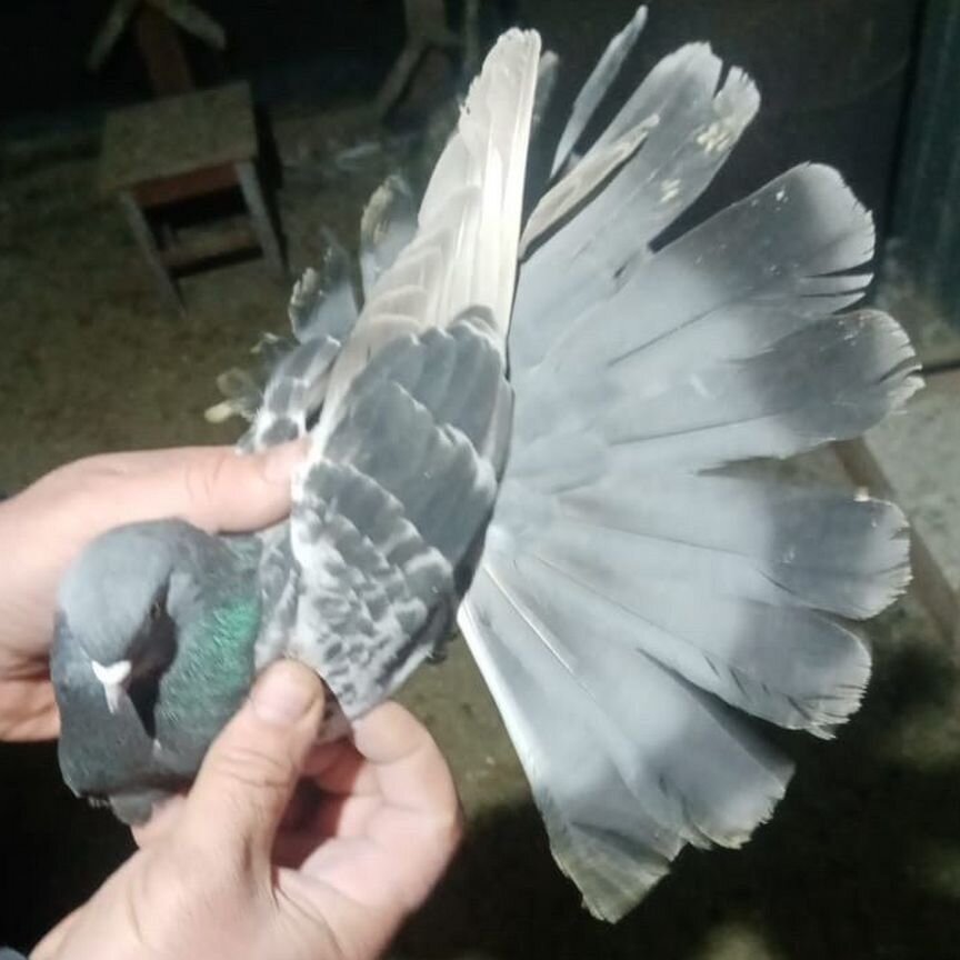 Николаевские голуби