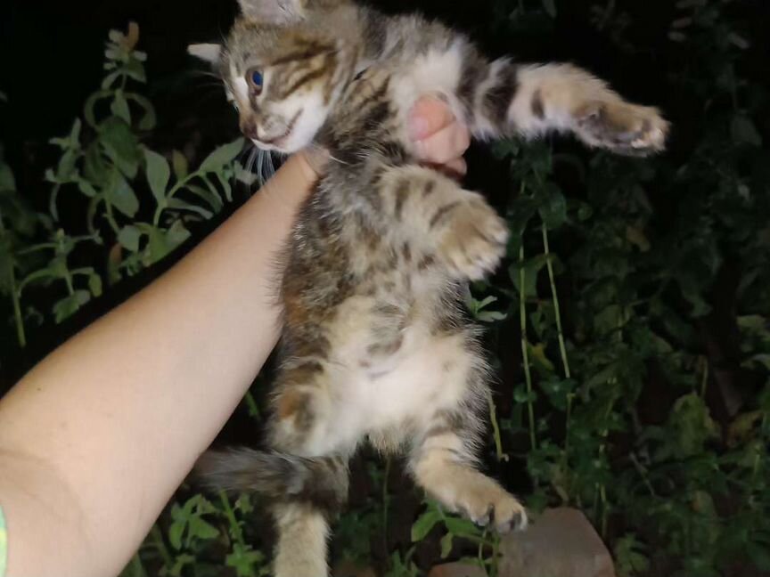 Ласковая и игривая кошечка в добрые руки