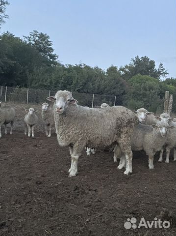 Бараны Северо- Кавказская мясошерстная порода