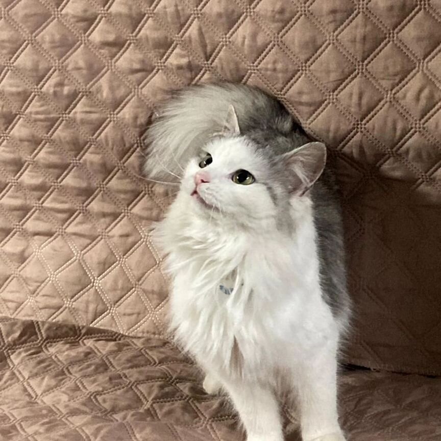 Кошечка Снежка