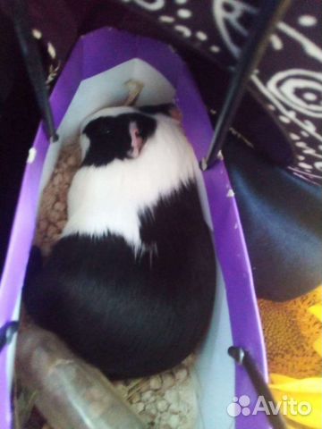 Морская свинка мальчик