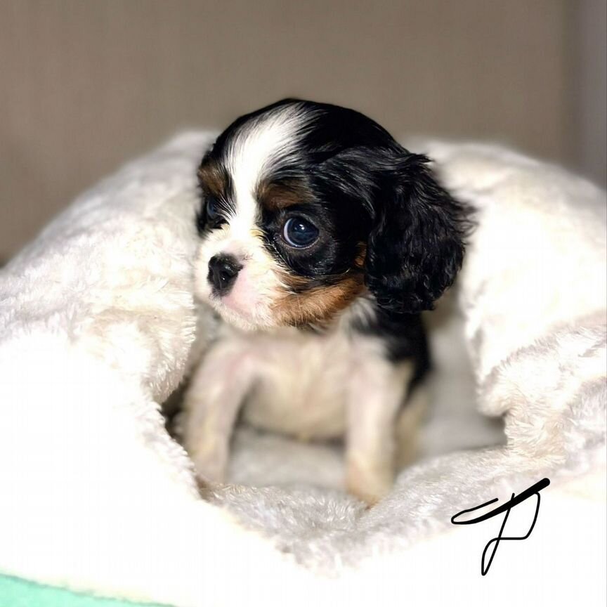 Кавалер кинг чарльз