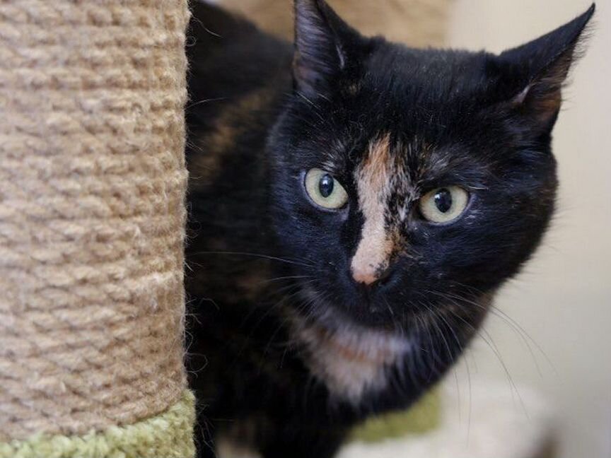 Любимая кошка твоей мамы ищет дом. Бесплатно