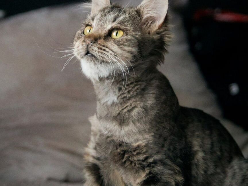 Котенок в добрые руки