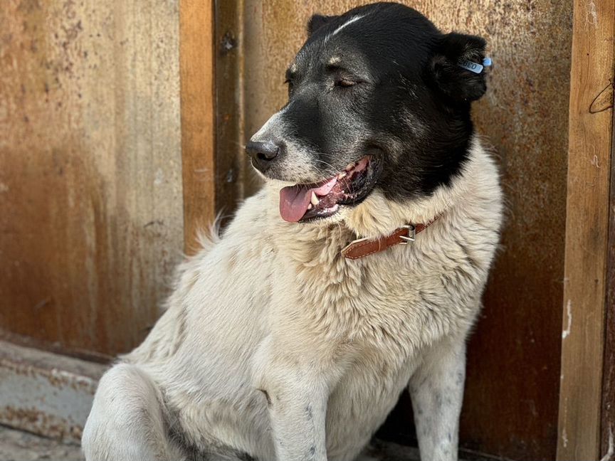 Среднеазиатская овчарка Ирма ищет дом