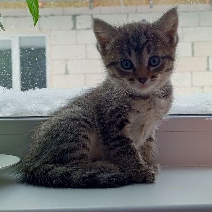 Британский короткошёрстный котёнок