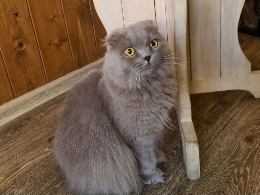 Британская вислоухая кошка