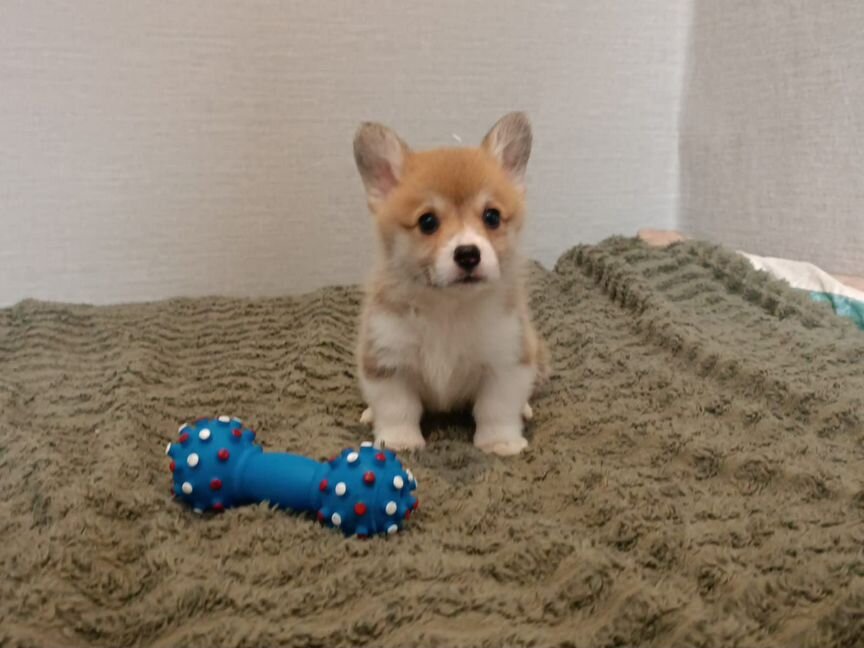 Детки вельш-корги пемброк