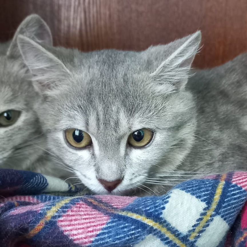 Котята в добрые руки бесплатно