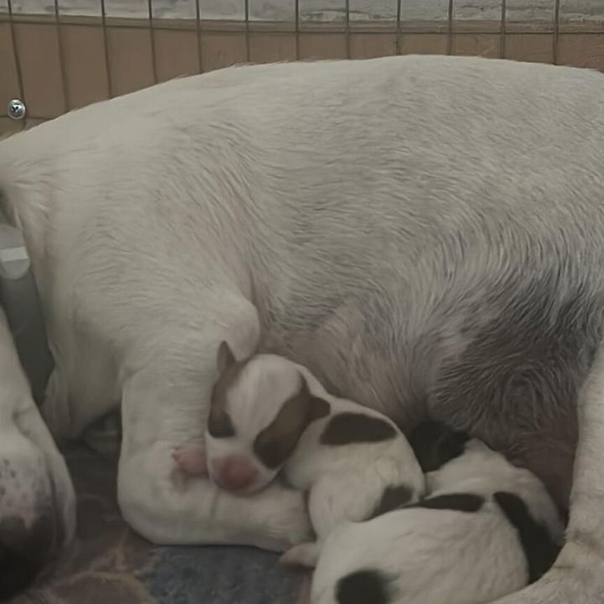 Щенки джек рассел терьер