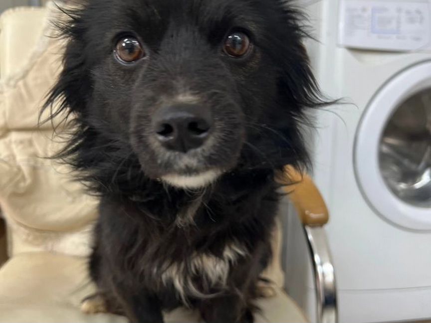 Чудо маленькая собачка ищет дом