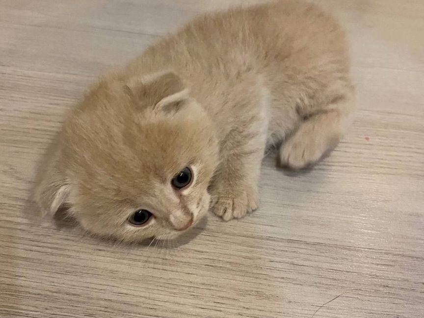 Шотландская вислоухая