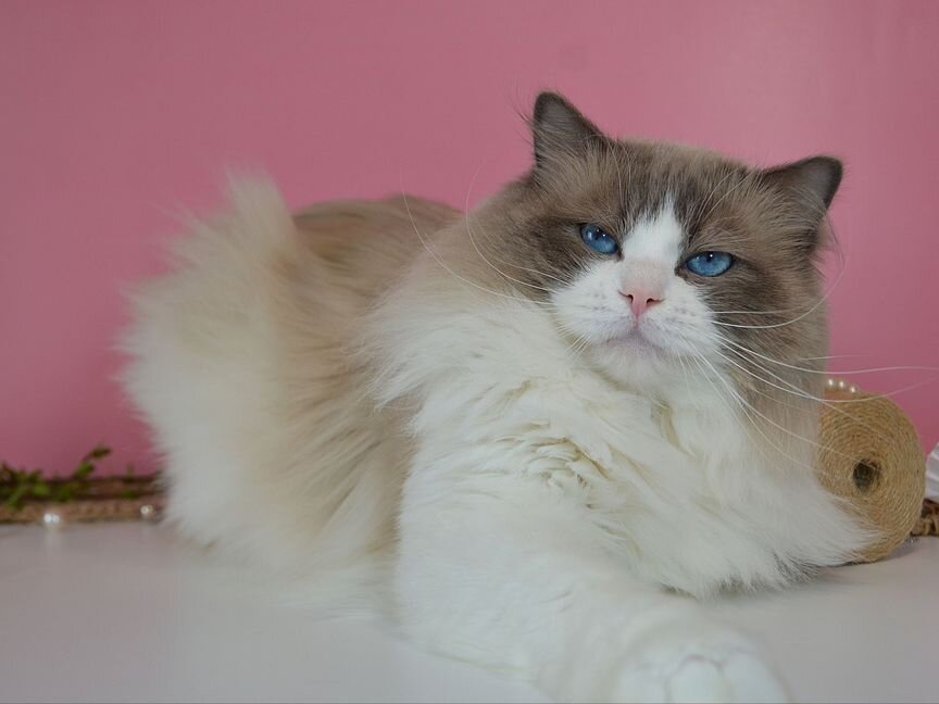 Клубный котик рэгдолл