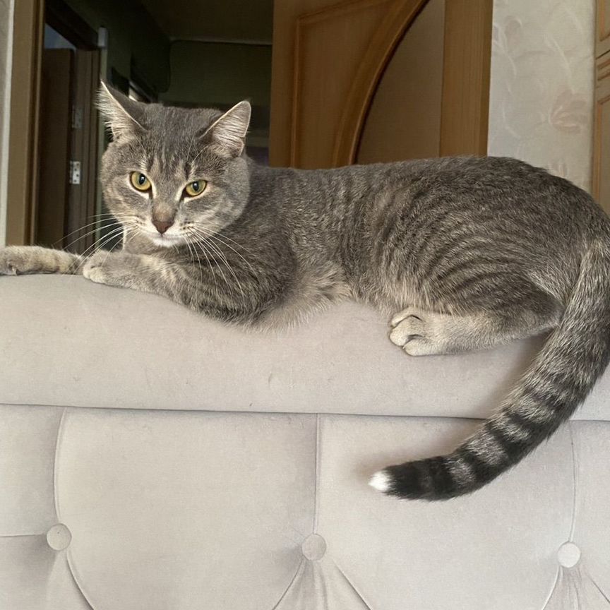 Взрослый кот в добрые руки