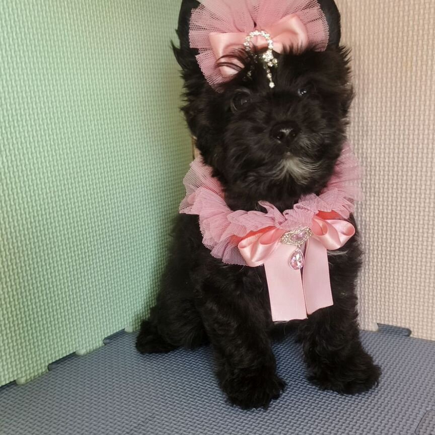 Йоркширский терьер, щенок