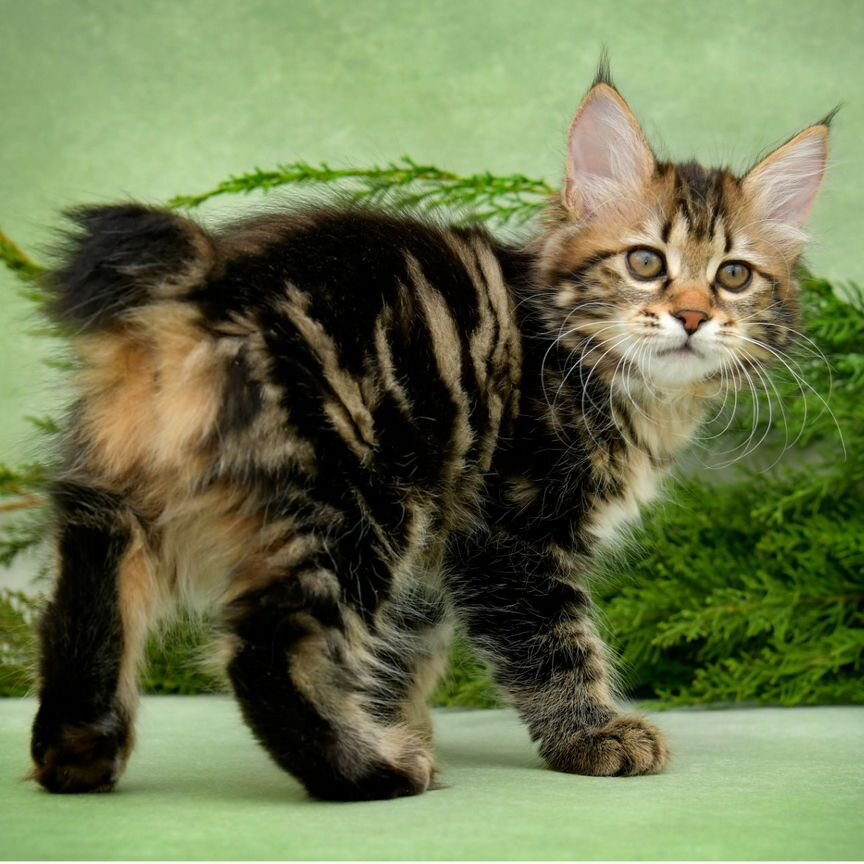 Курильский бобтейл Радостея