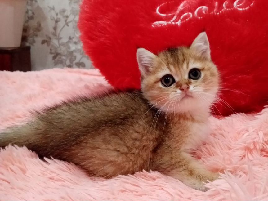 Шиншилловые золотые котята