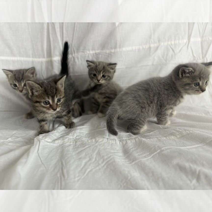 Котята (мама британка)