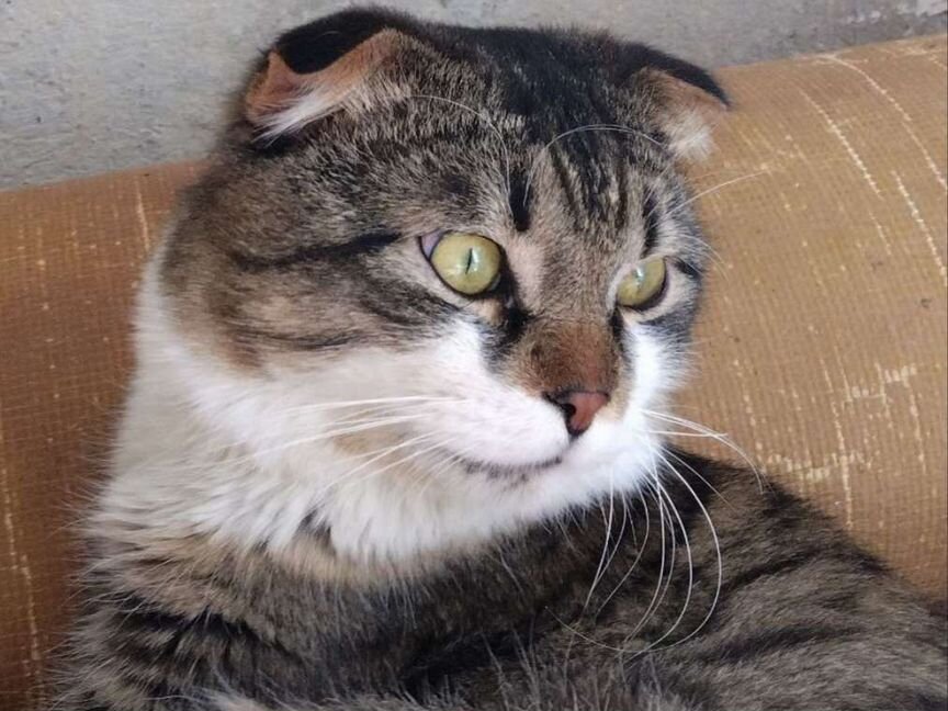 Найден вислоухий кот