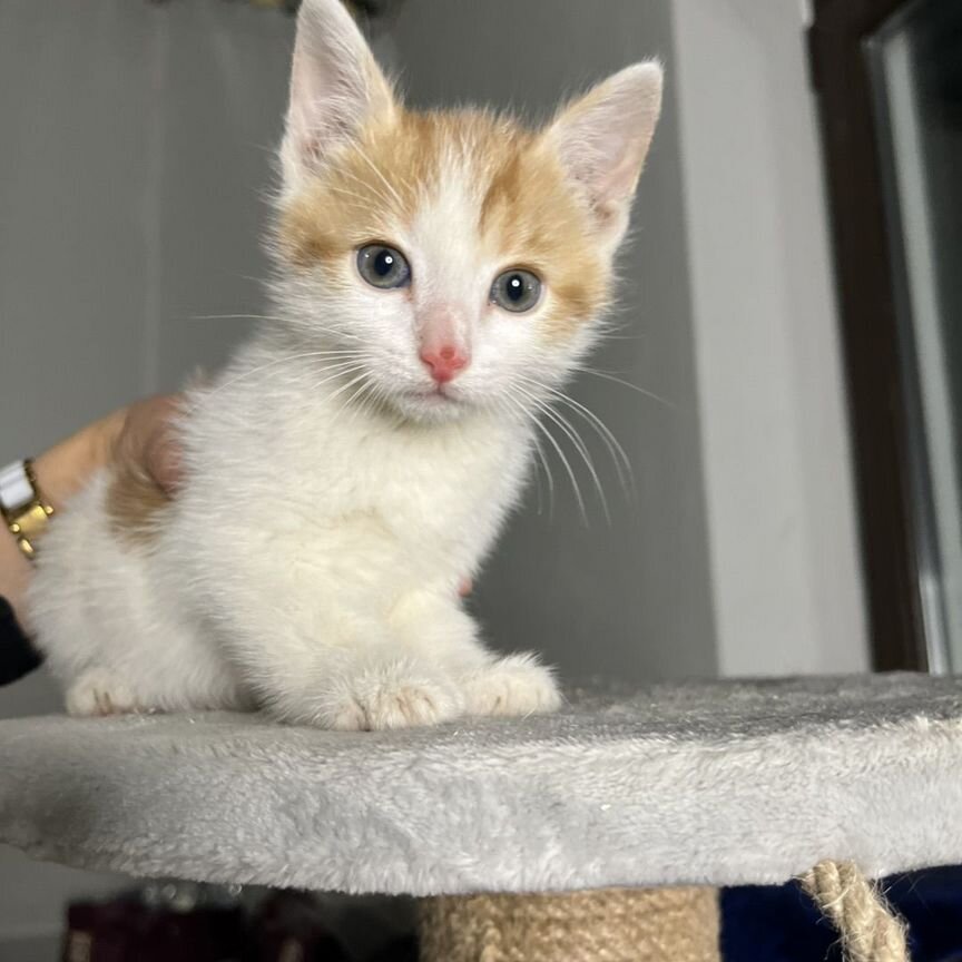 Котенок мальчик 2 мес
