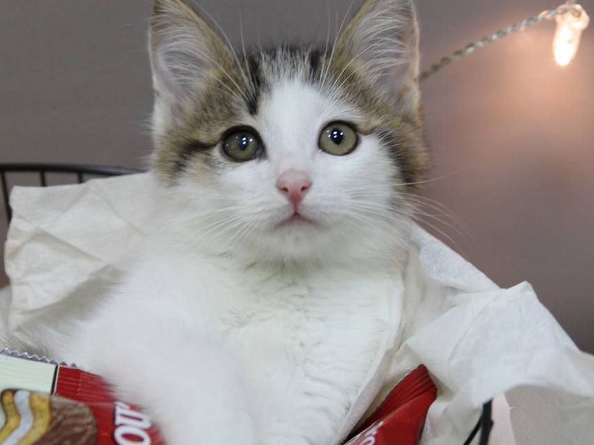 Котенок Волька в добрые руки