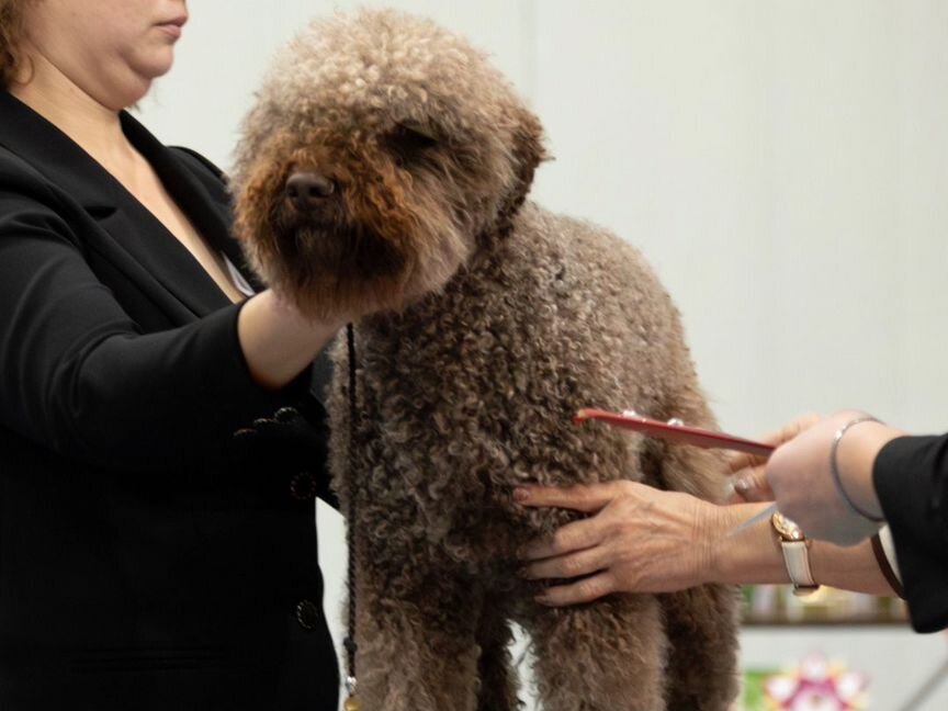 Кобель Лаготто Романьоло. Вязка