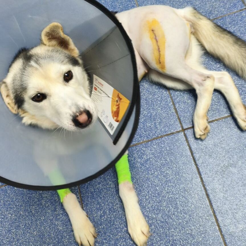 Сибирский хаски, взрослая собака