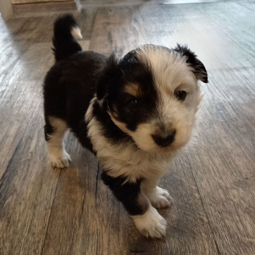 Бордер-колли, щенок