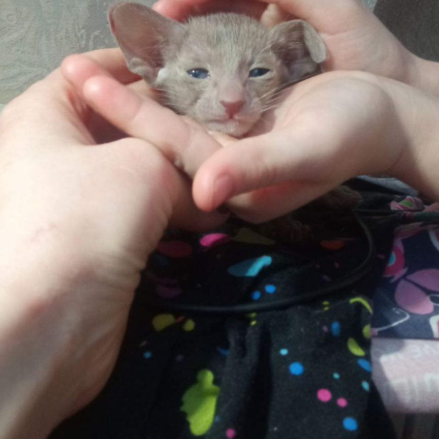 Ориентальный котёнок