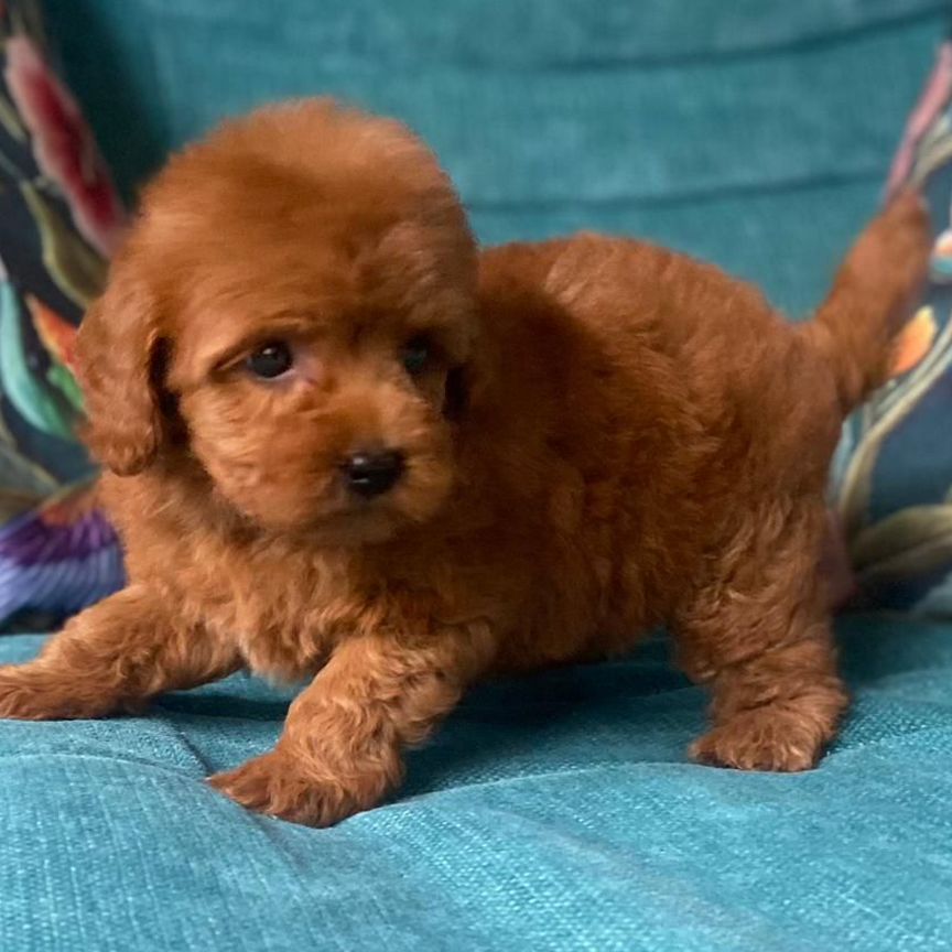 Мальтипу, щенок