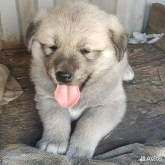 Щенок Золотистый ретривер и Акита ину