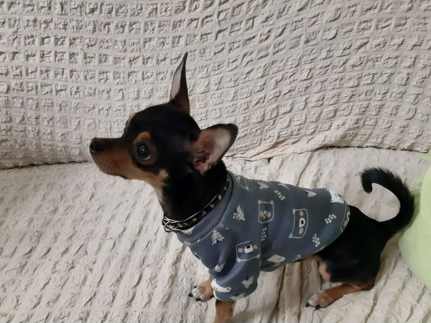 Мини той-терьер вязка