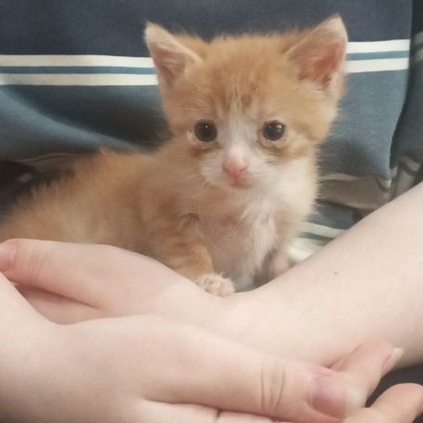 Котята в добрые руки бесплатно