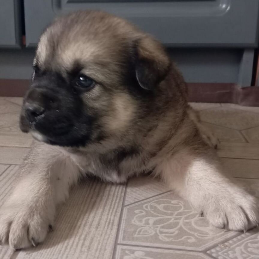 Щенок мальчик 1 месяц