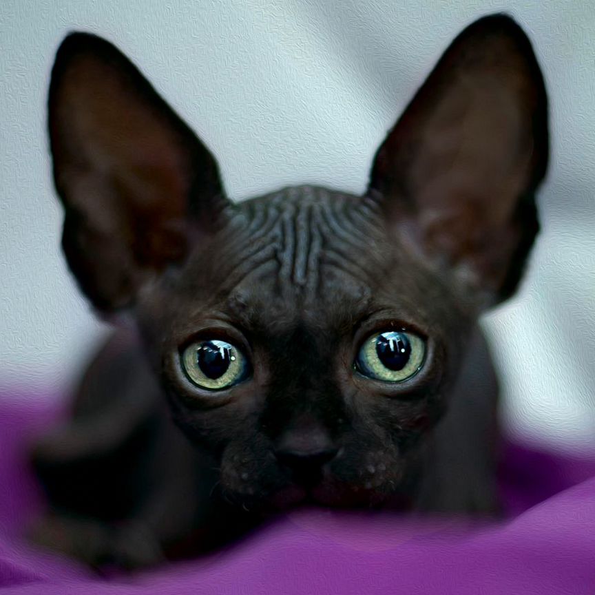 Канадский сфинкс котёнок