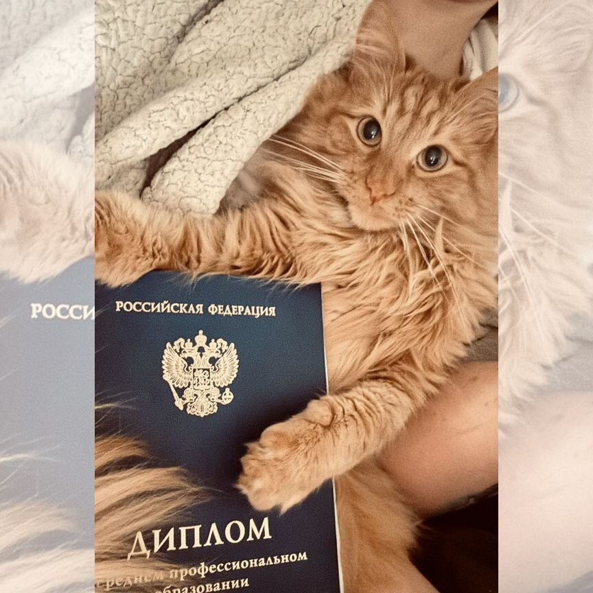 Взрослый кот в добрые руки