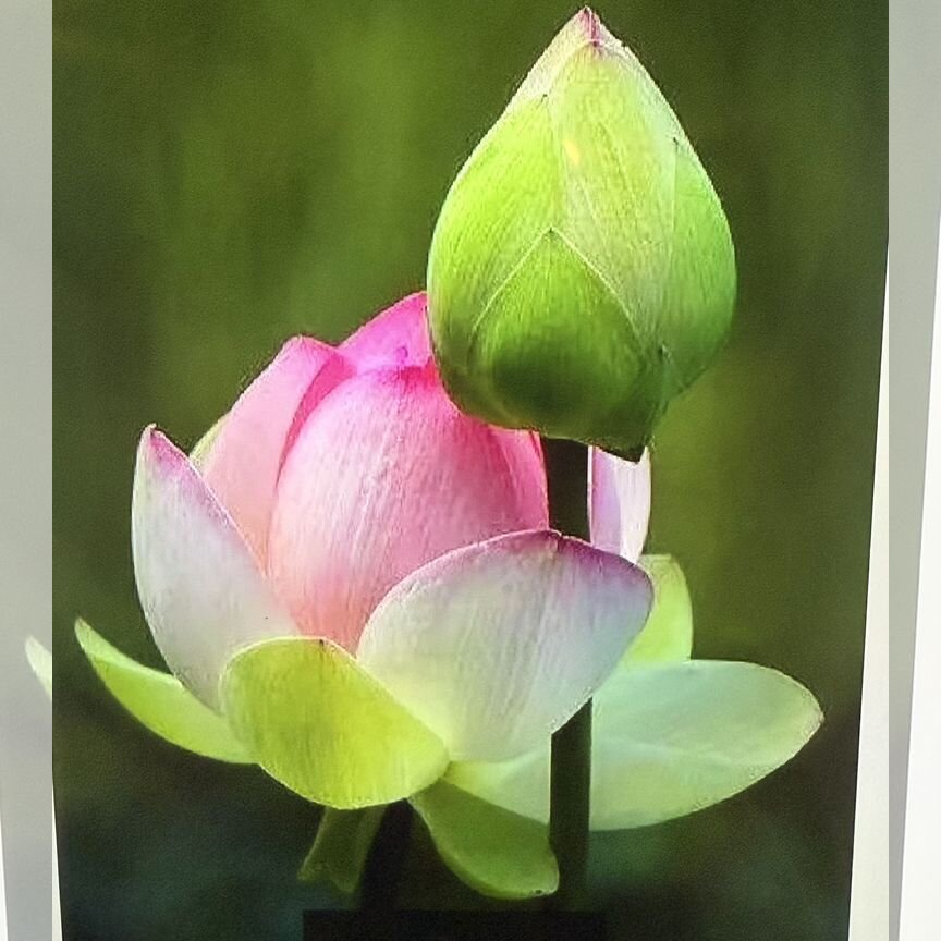 Лотос водяная лилия для аквариума