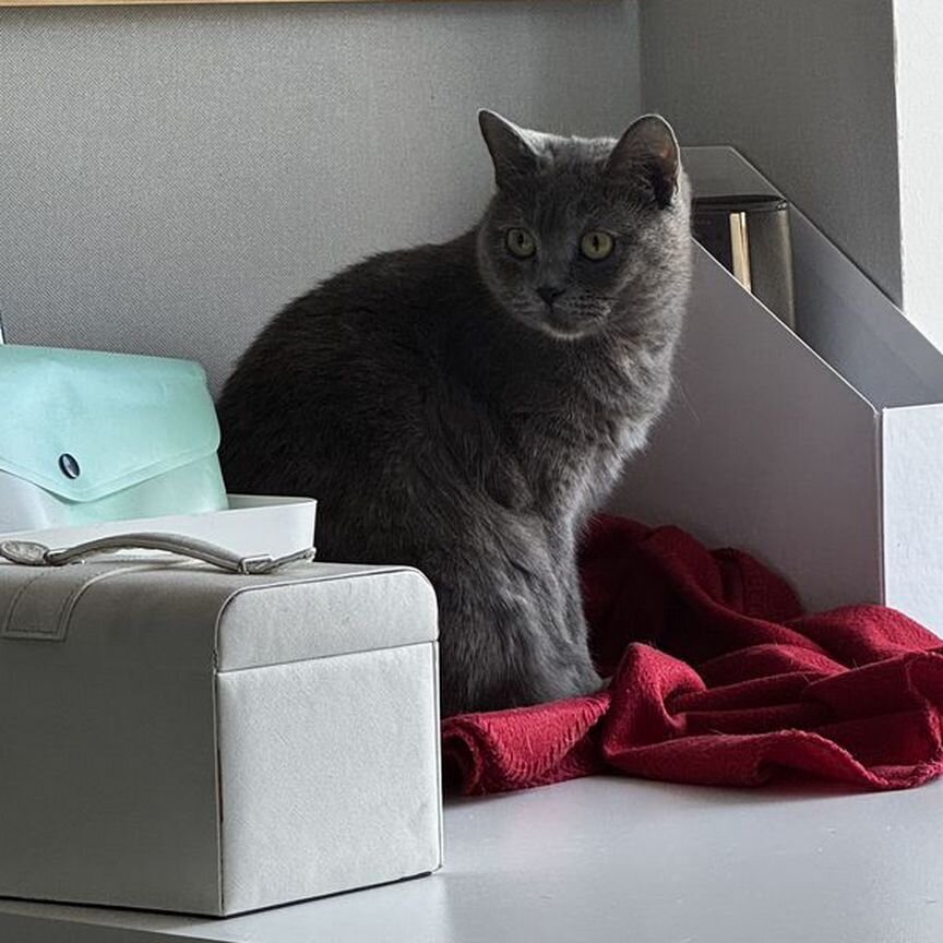 Британская длинношёрстная, взрослая кошка