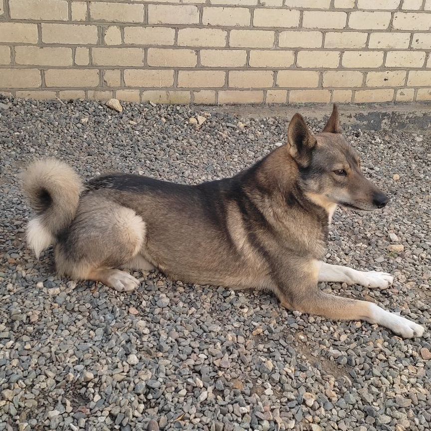 Вязка западной сибирской лайка