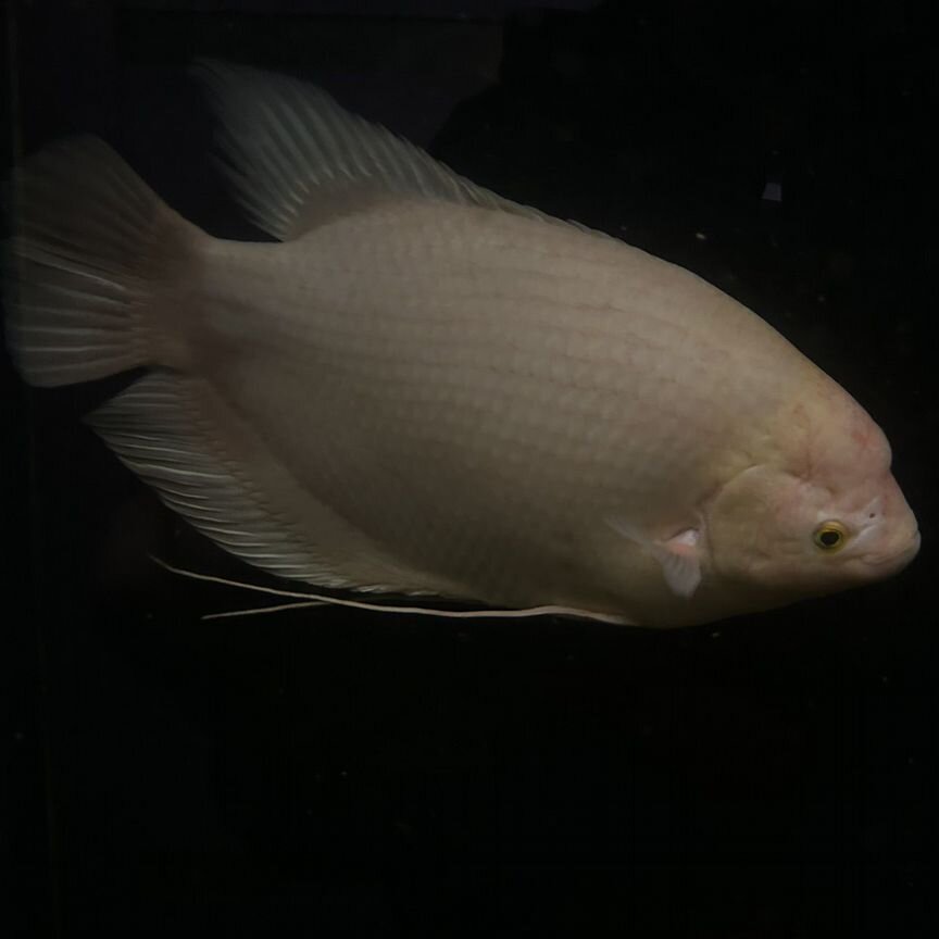 Гурами прамысловый