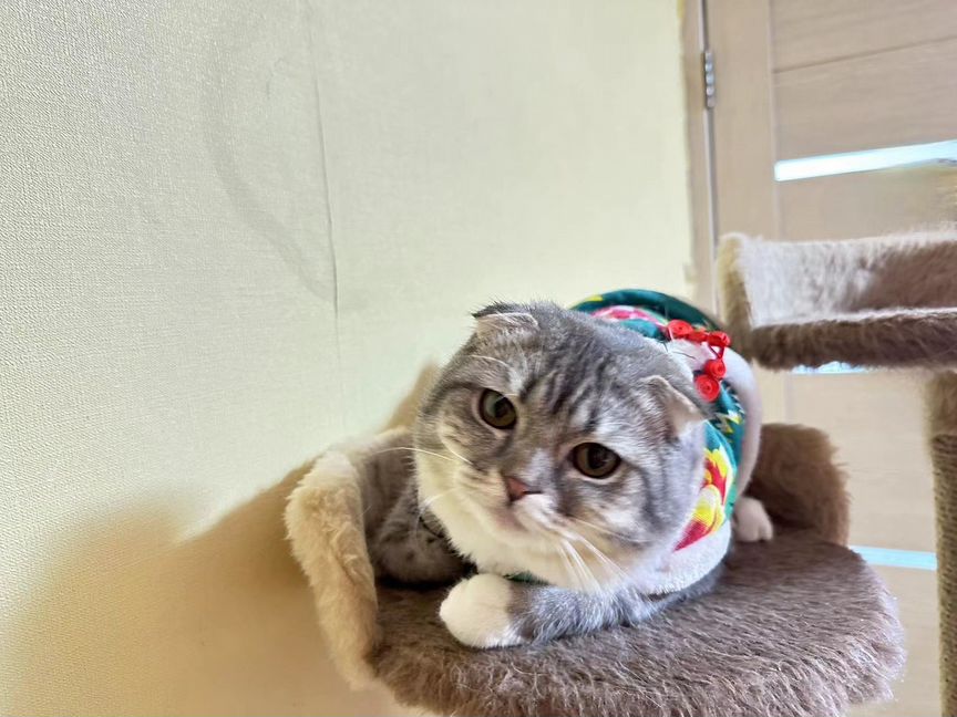 Шотландская